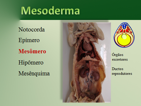 FUNDAMENTOS DE EMBRIOLOGIA COMPARADA