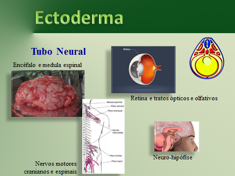FUNDAMENTOS DE EMBRIOLOGIA COMPARADA