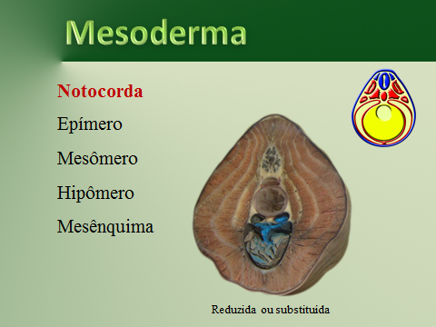 FUNDAMENTOS DE EMBRIOLOGIA COMPARADA