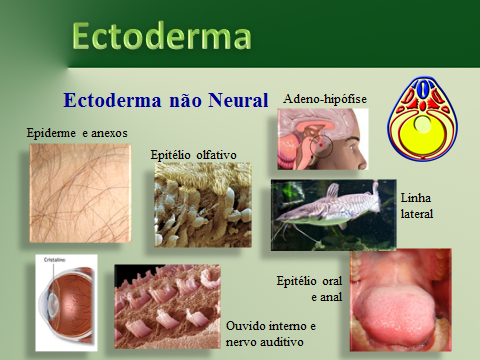 FUNDAMENTOS DE EMBRIOLOGIA COMPARADA
