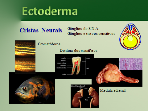 FUNDAMENTOS DE EMBRIOLOGIA COMPARADA
